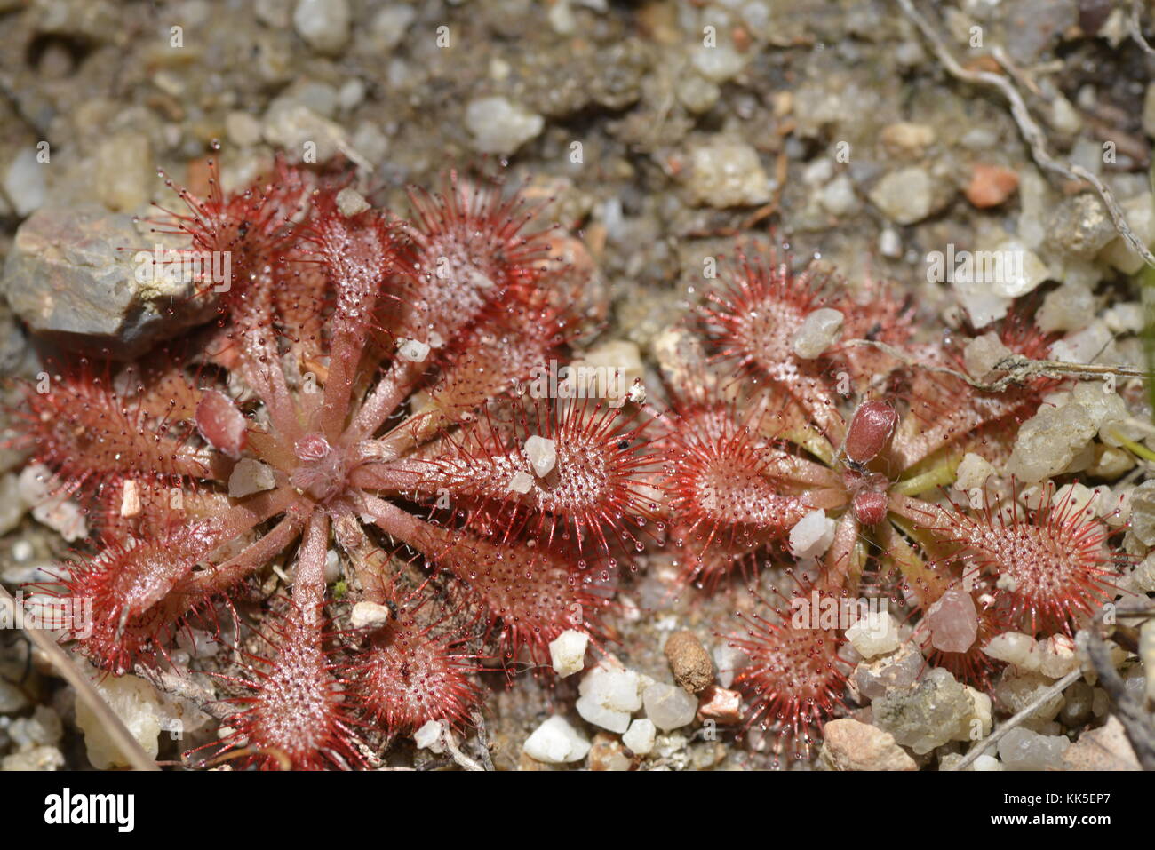Native sundews drosera sp growing in the gravel banks of hi-res stock ...