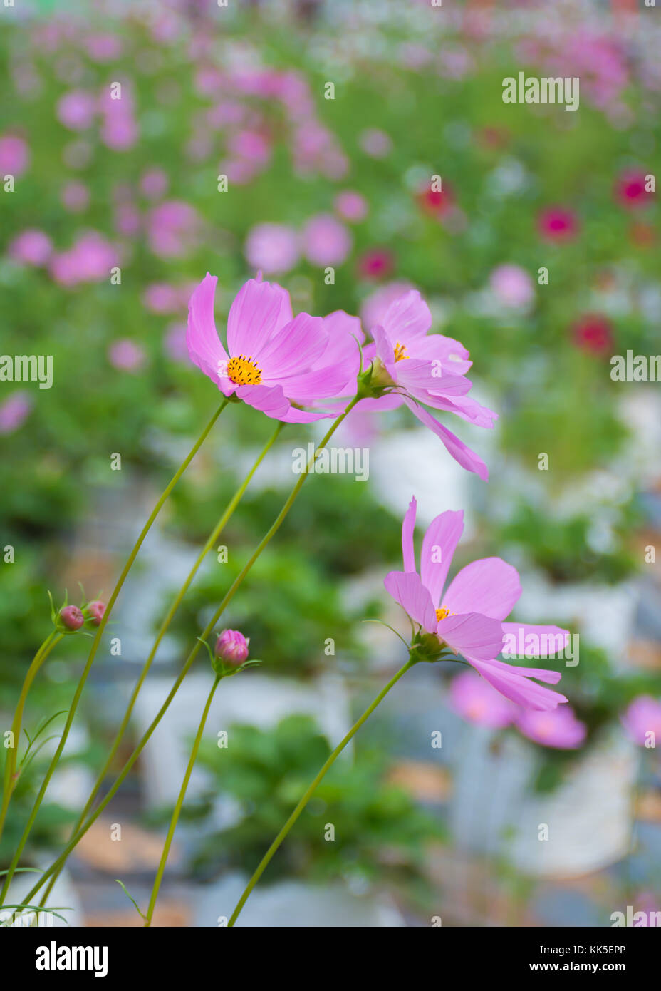 Up close photo of pink cosmos hi-res stock photography and images - Alamy