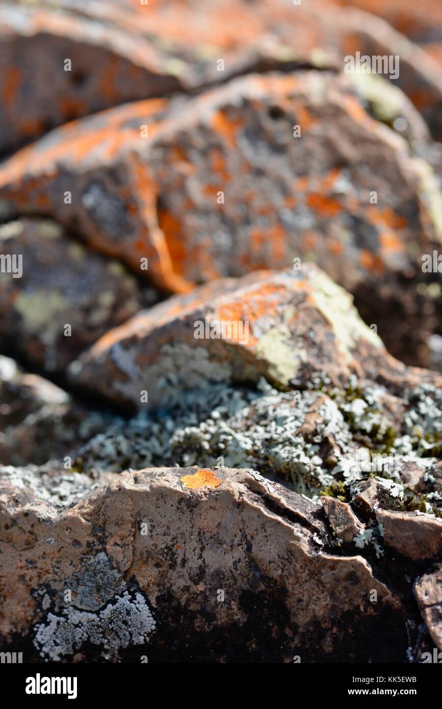 Lichen morphology hi-res stock photography and images - Alamy