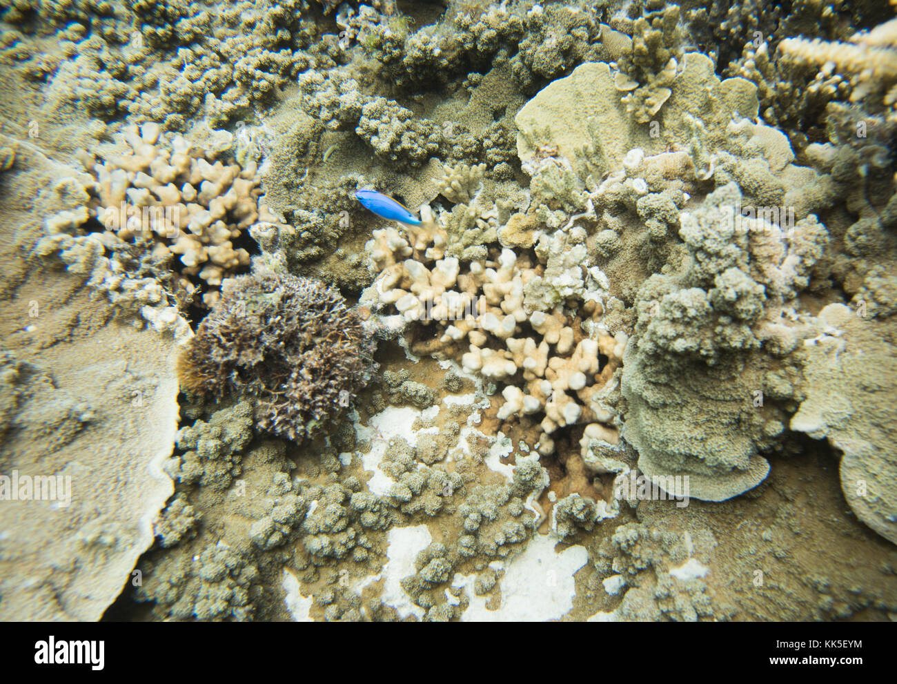 Blue devil damselfish and corals in the Great Astrolabe Reef in the ...