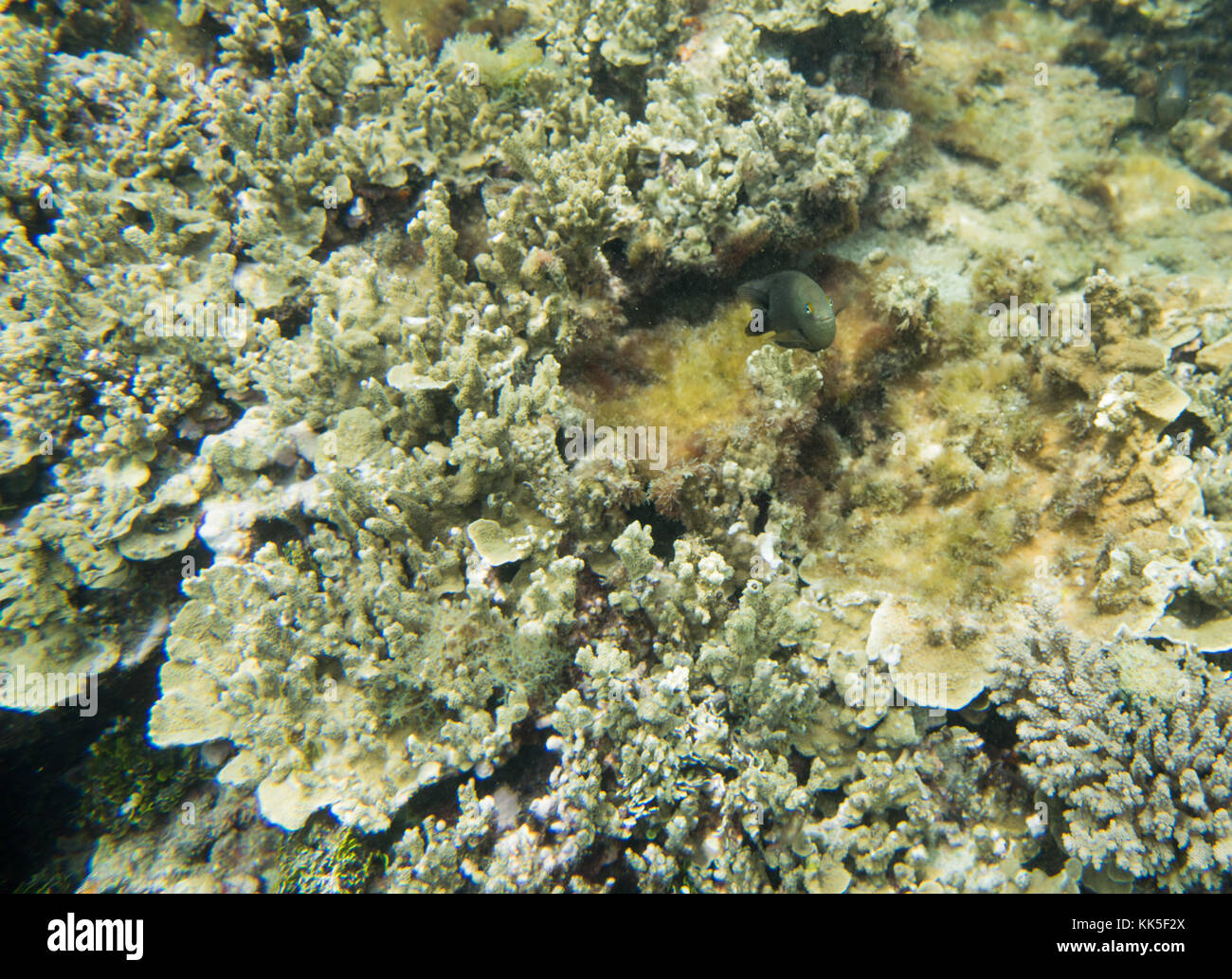 Tropical fish swimming towards camera hi-res stock photography and ...
