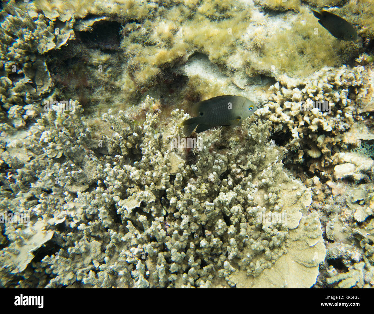 Two angelfish swimmingin the Great Astrolabe Reef in the Pacific Ocean ...