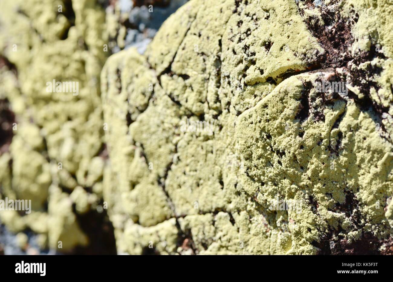 Lichen Morphology High Resolution Stock Photography and Images - Alamy