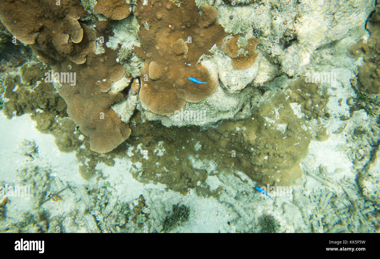 Blue devil damselfish and coral in the Great Astrolabe Reef in the ...