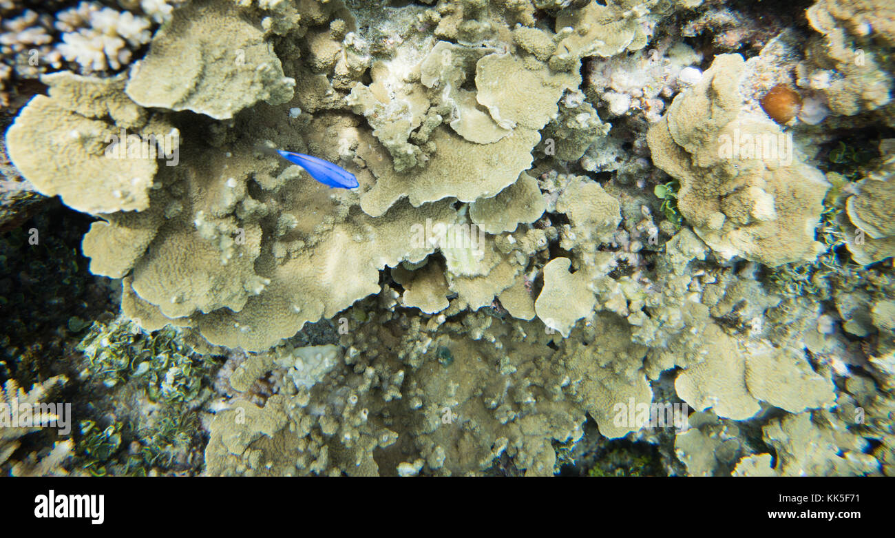 Astrolabe reef fiji hi-res stock photography and images - Alamy