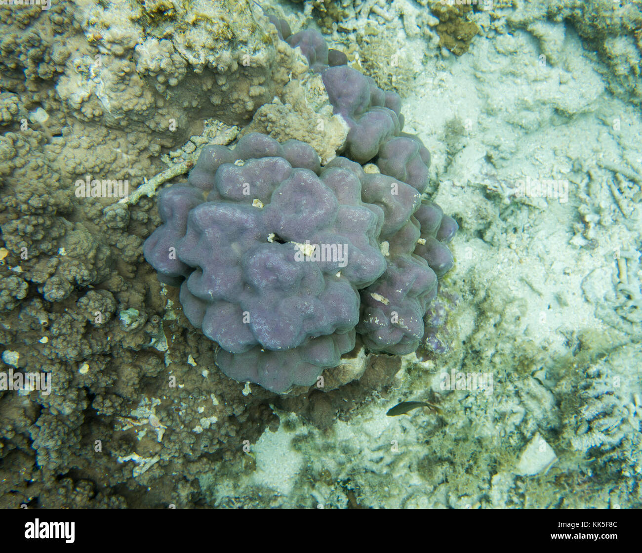 Purple coral in the Great Astrolabe Reef in the Pacific Ocean waters ...