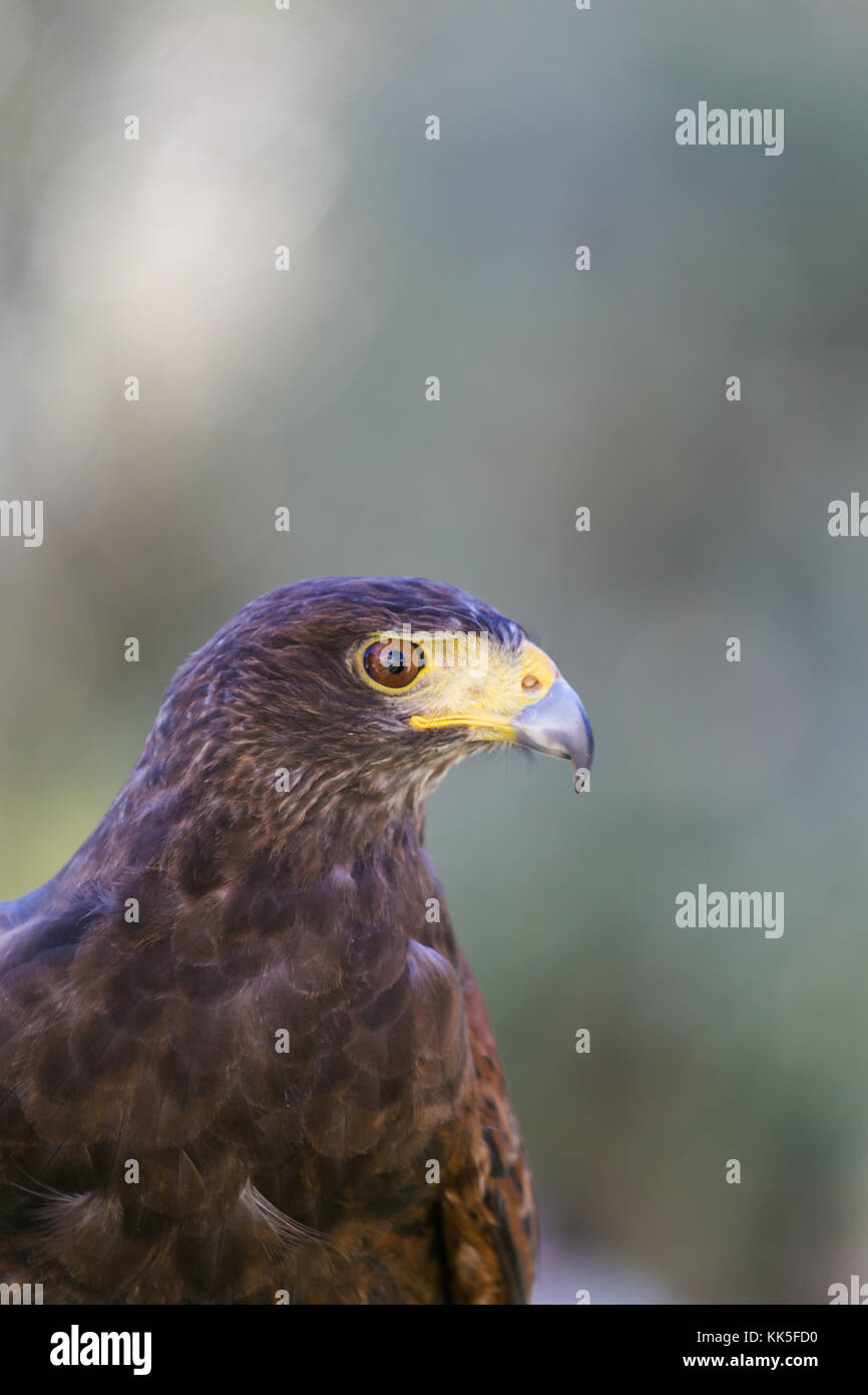 Close up portrait of a Harris Hawk Stock Photo - Alamy