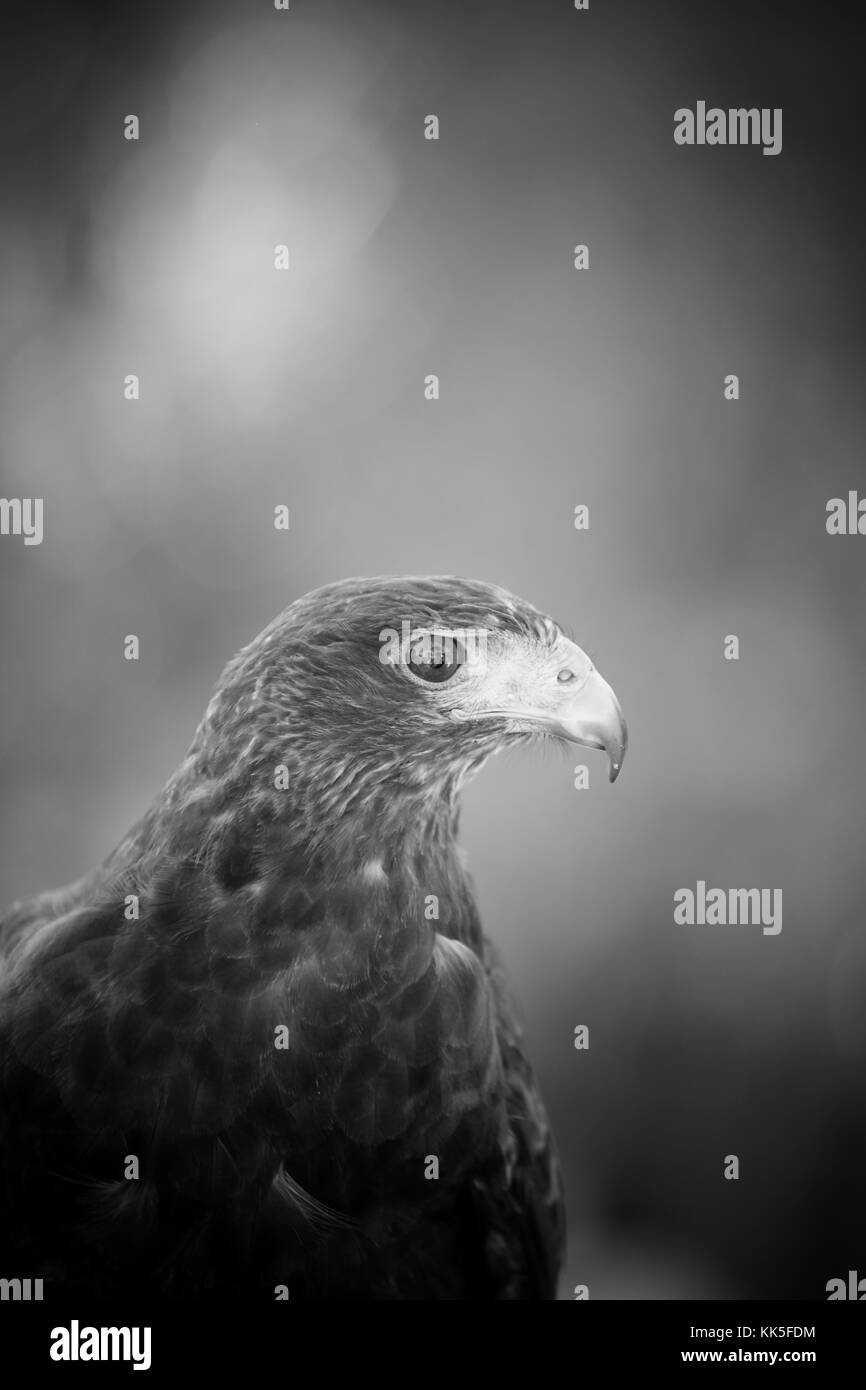 Harris falcon Black and White Stock Photos & Images - Alamy