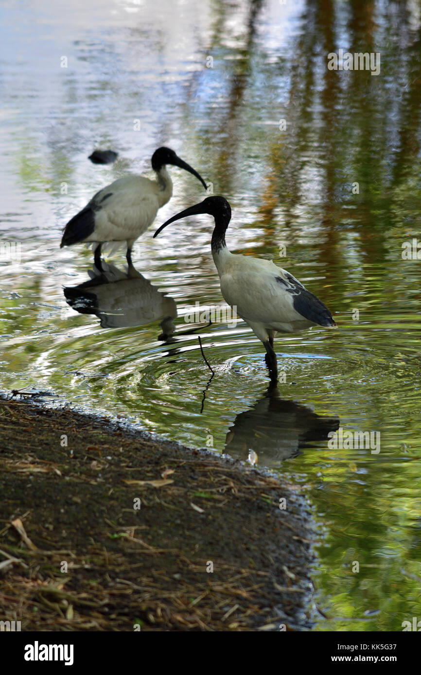 Australian Ibis Photo High Resolution Stock Photography and Images - Alamy