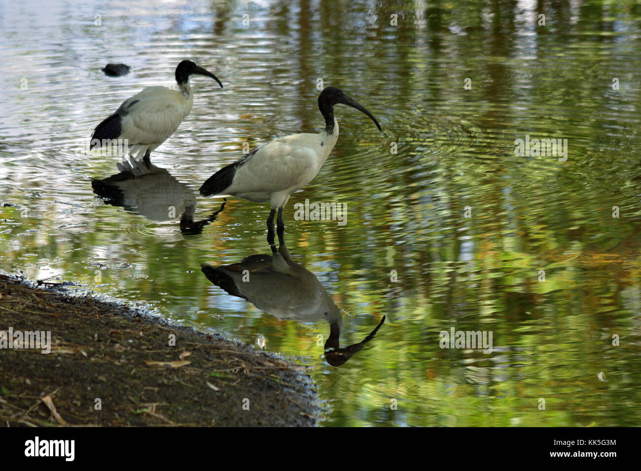 Australian Ibis Photo High Resolution Stock Photography and Images - Alamy