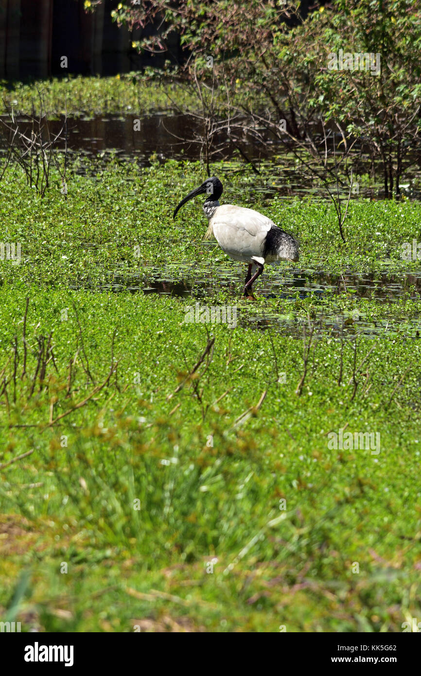 Australian Ibis Photo High Resolution Stock Photography and Images - Alamy