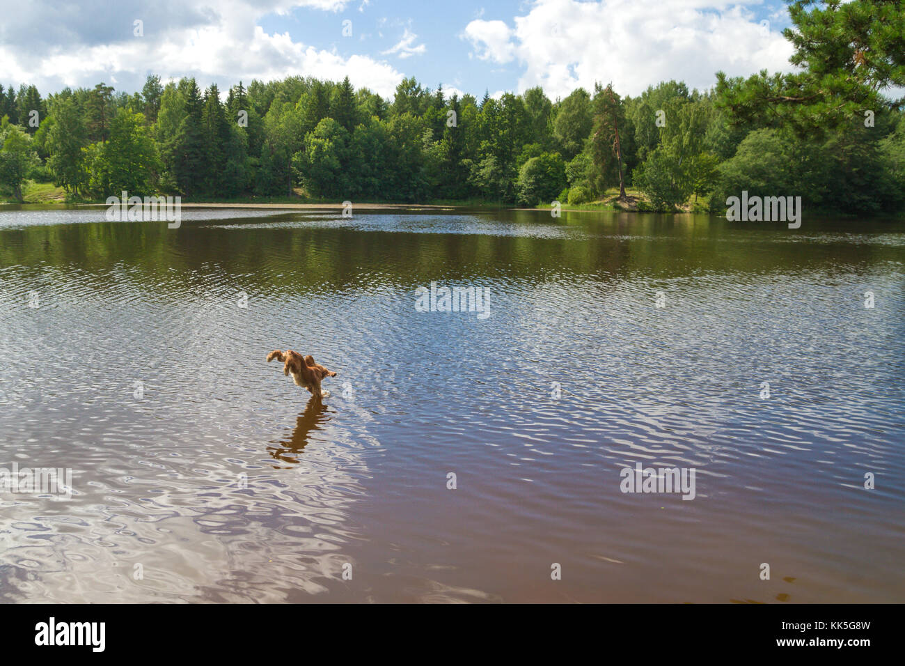 The dog breed English Cocker Spaniel swimming in a pond in the summer ...