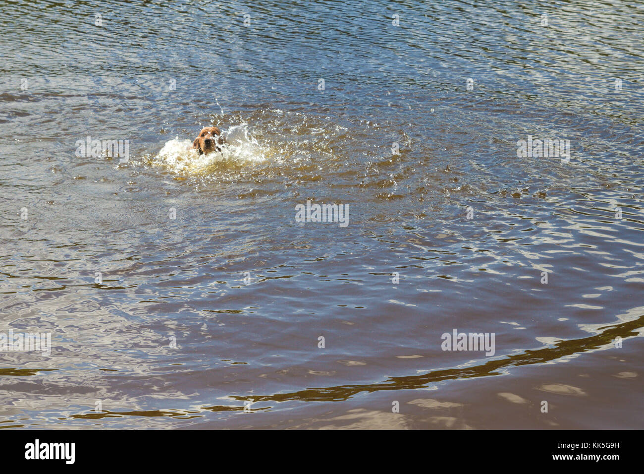 English cocker spaniel swimming in hi-res stock photography and images ...