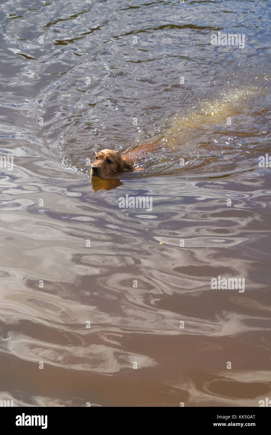 The dog breed English Cocker Spaniel swimming in a pond in the summer ...