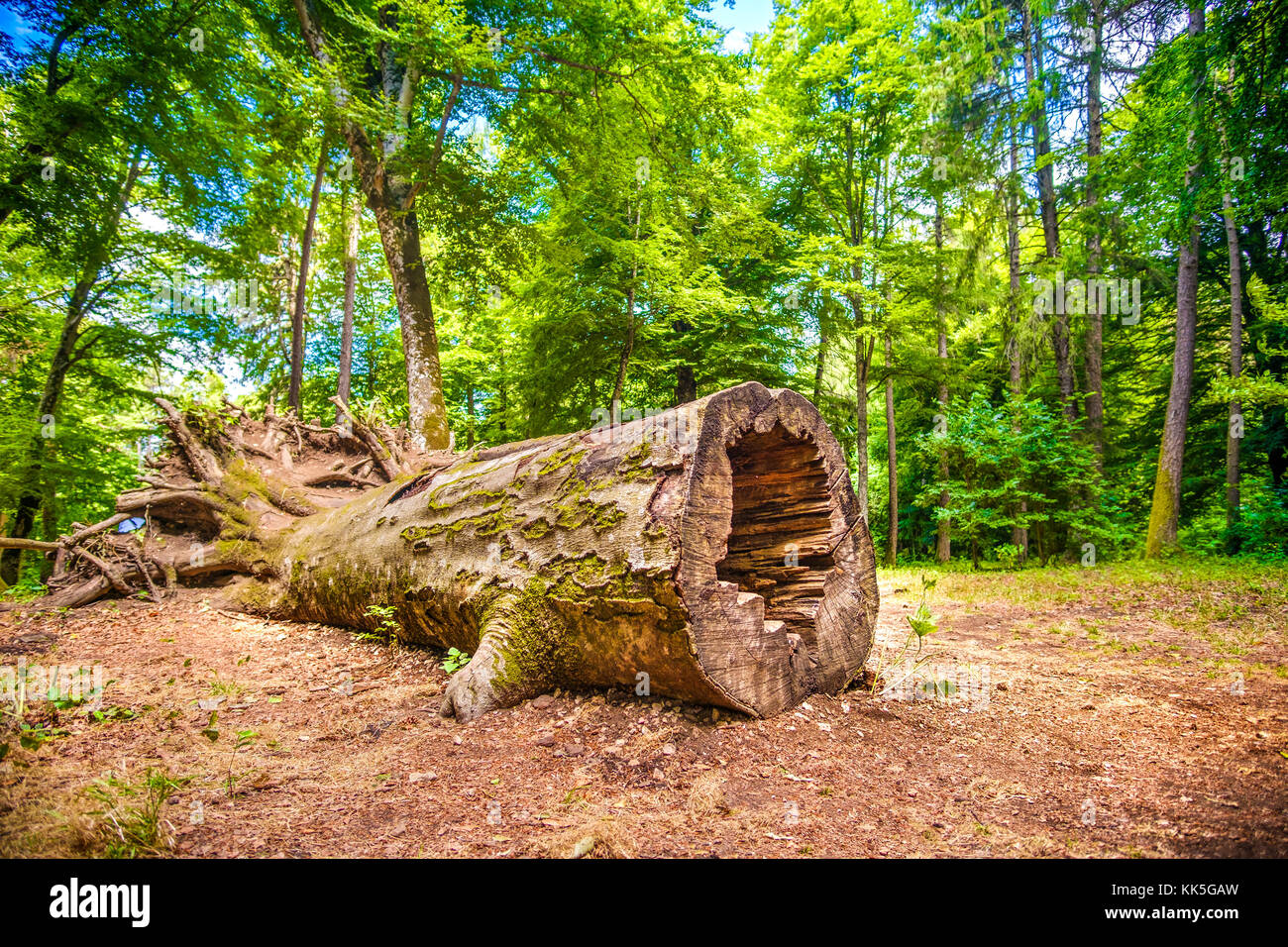 tree disease deforestation issue fallen tree sick trunk Stock Photo - Alamy
