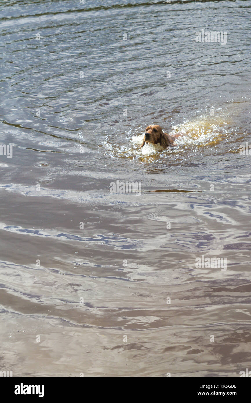 The dog breed English Cocker Spaniel swimming in a pond in the summer ...