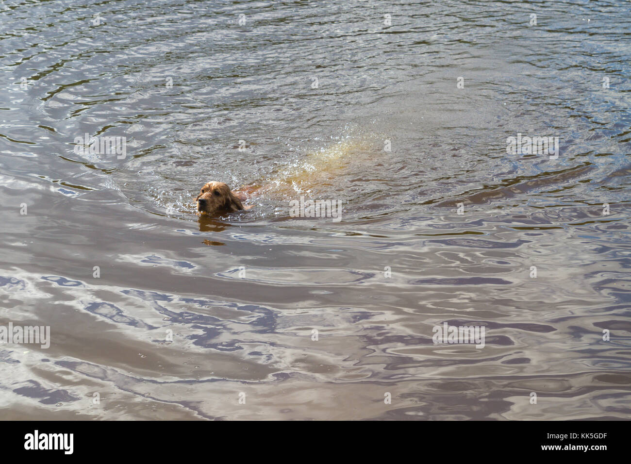 The dog breed English Cocker Spaniel swimming in a pond in the summer ...