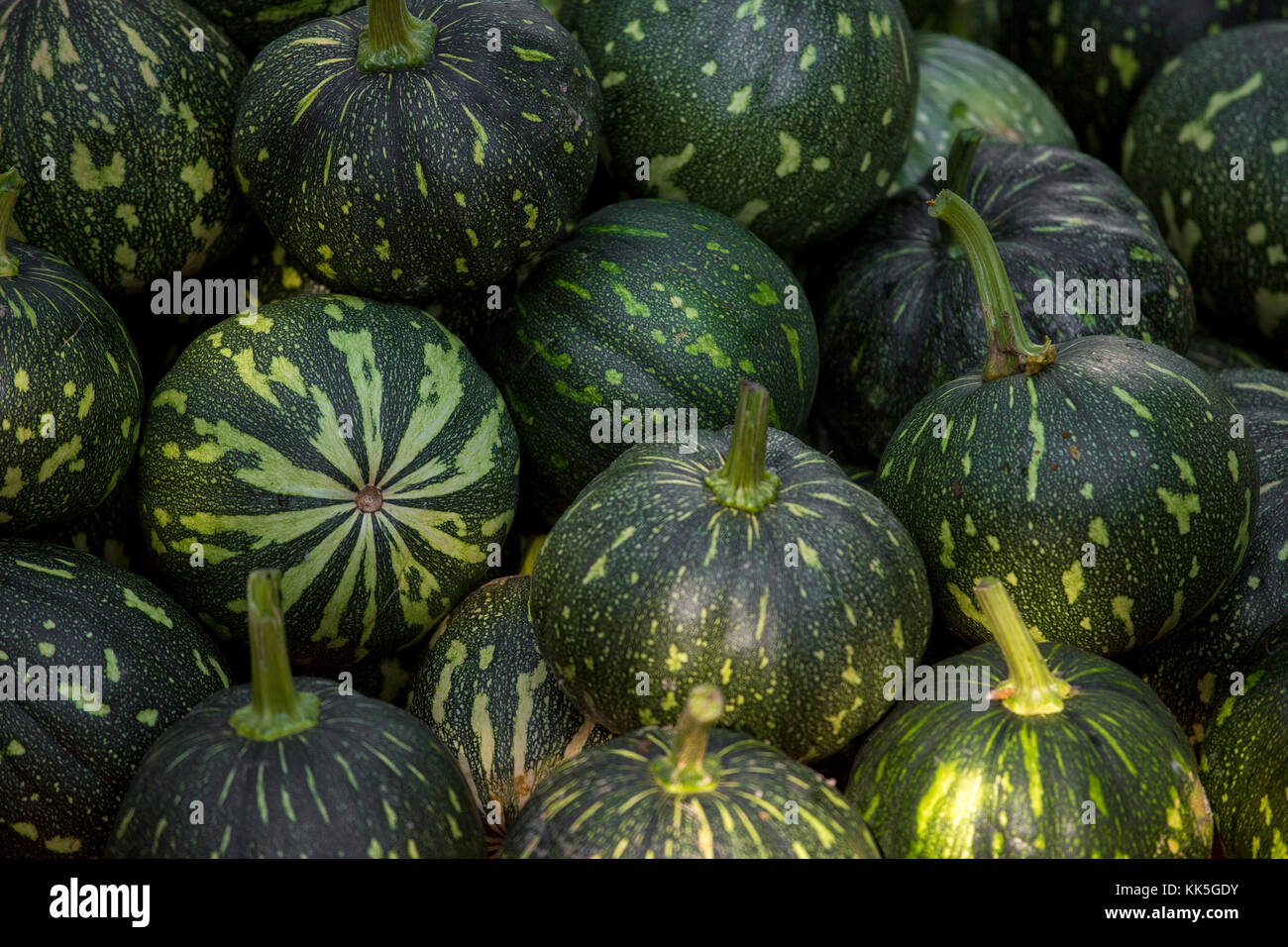 Vegetable venders collecting lots of Wax gourd (Chal kumda) at Singair ...