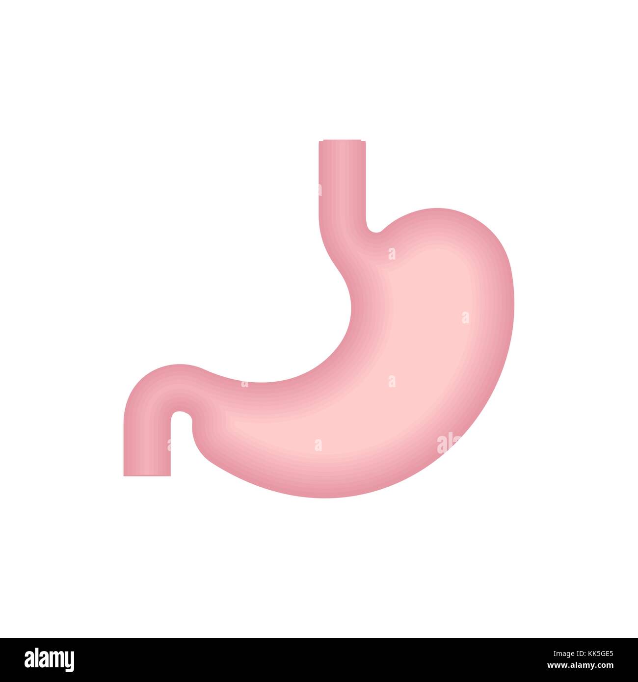Stomach isolated. Belly icon. Internal organ sign. Vector illustration ...