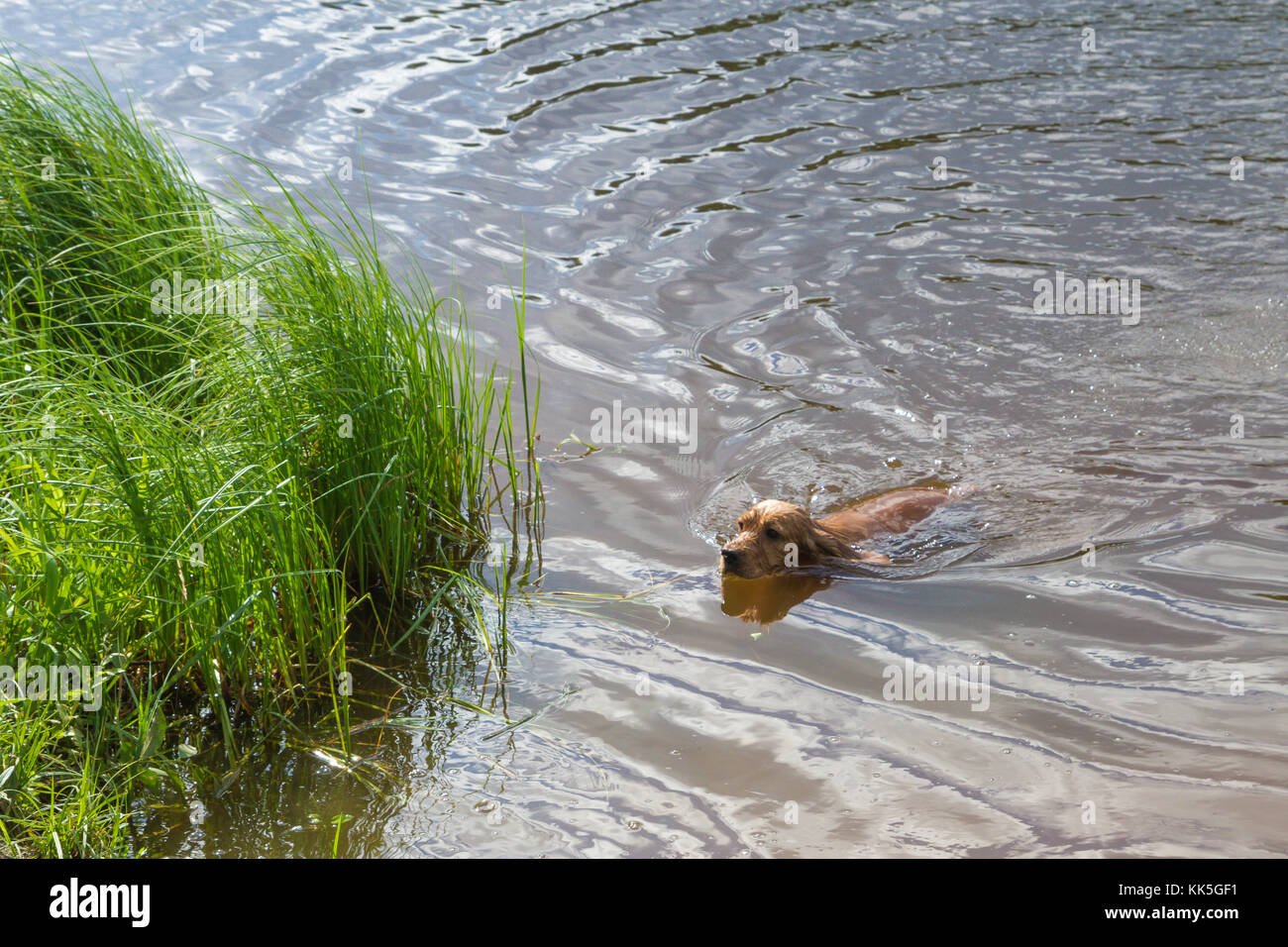 The dog breed English Cocker Spaniel swimming in a pond in the summer ...