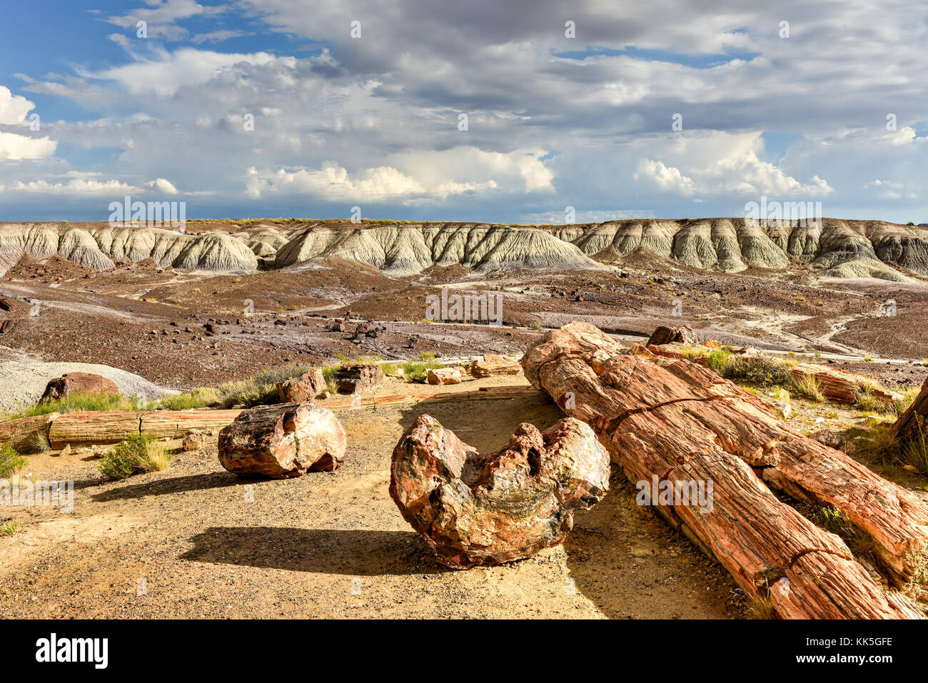 The Crystal Forest in the Petrified Forest National Park in Arizona ...