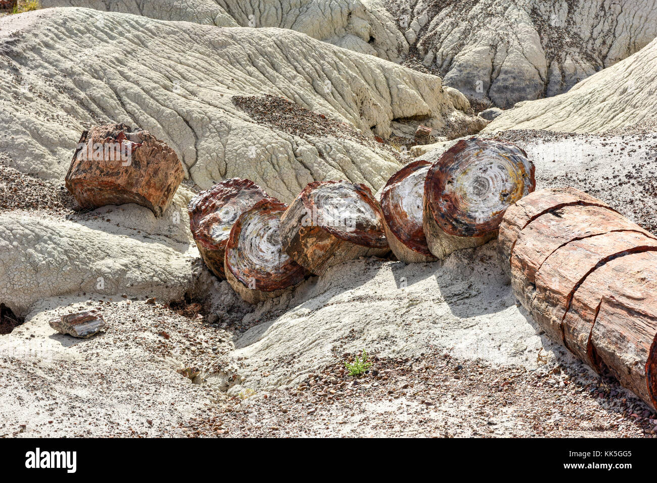 The Crystal Forest in the Petrified Forest National Park in Arizona ...