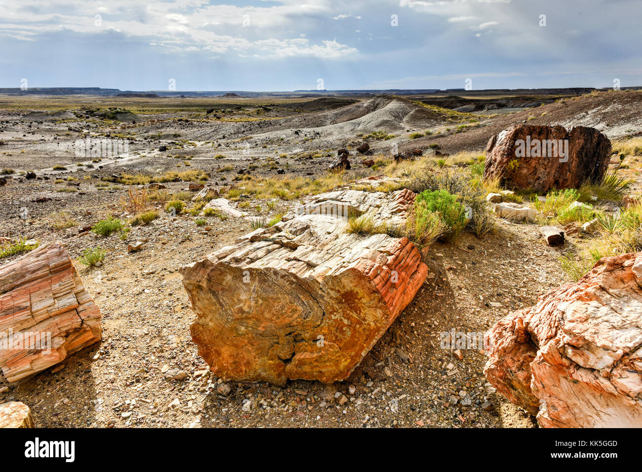 The Crystal Forest in the Petrified Forest National Park in Arizona ...