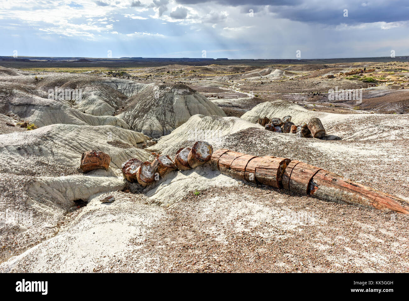 The Crystal Forest in the Petrified Forest National Park in Arizona ...