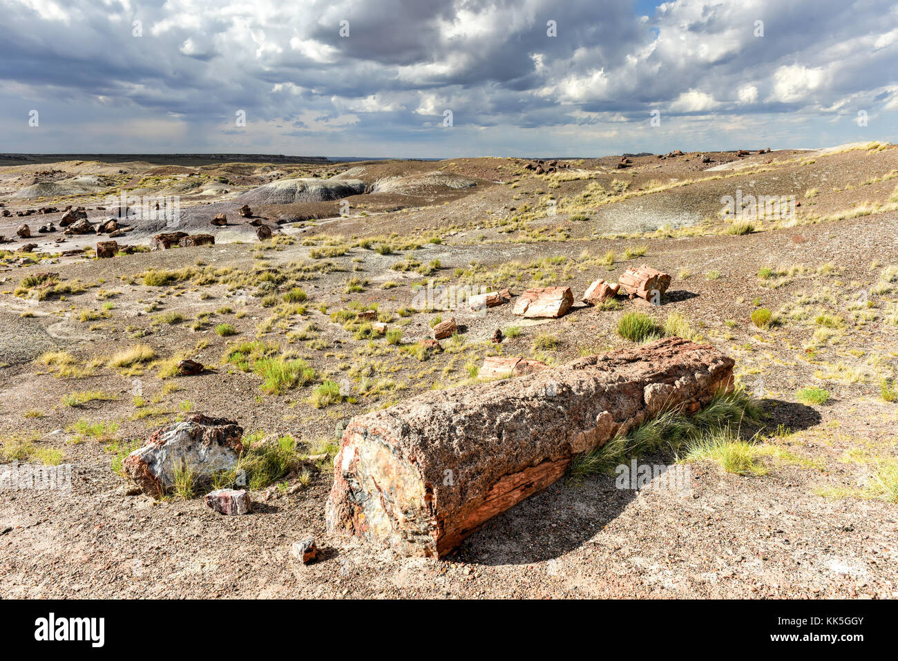 The Crystal Forest in the Petrified Forest National Park in Arizona ...