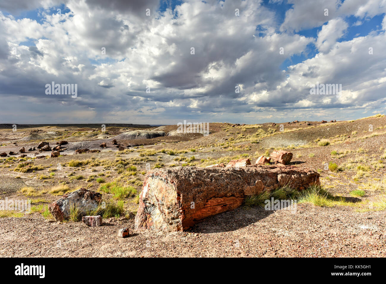 The Crystal Forest in the Petrified Forest National Park in Arizona ...