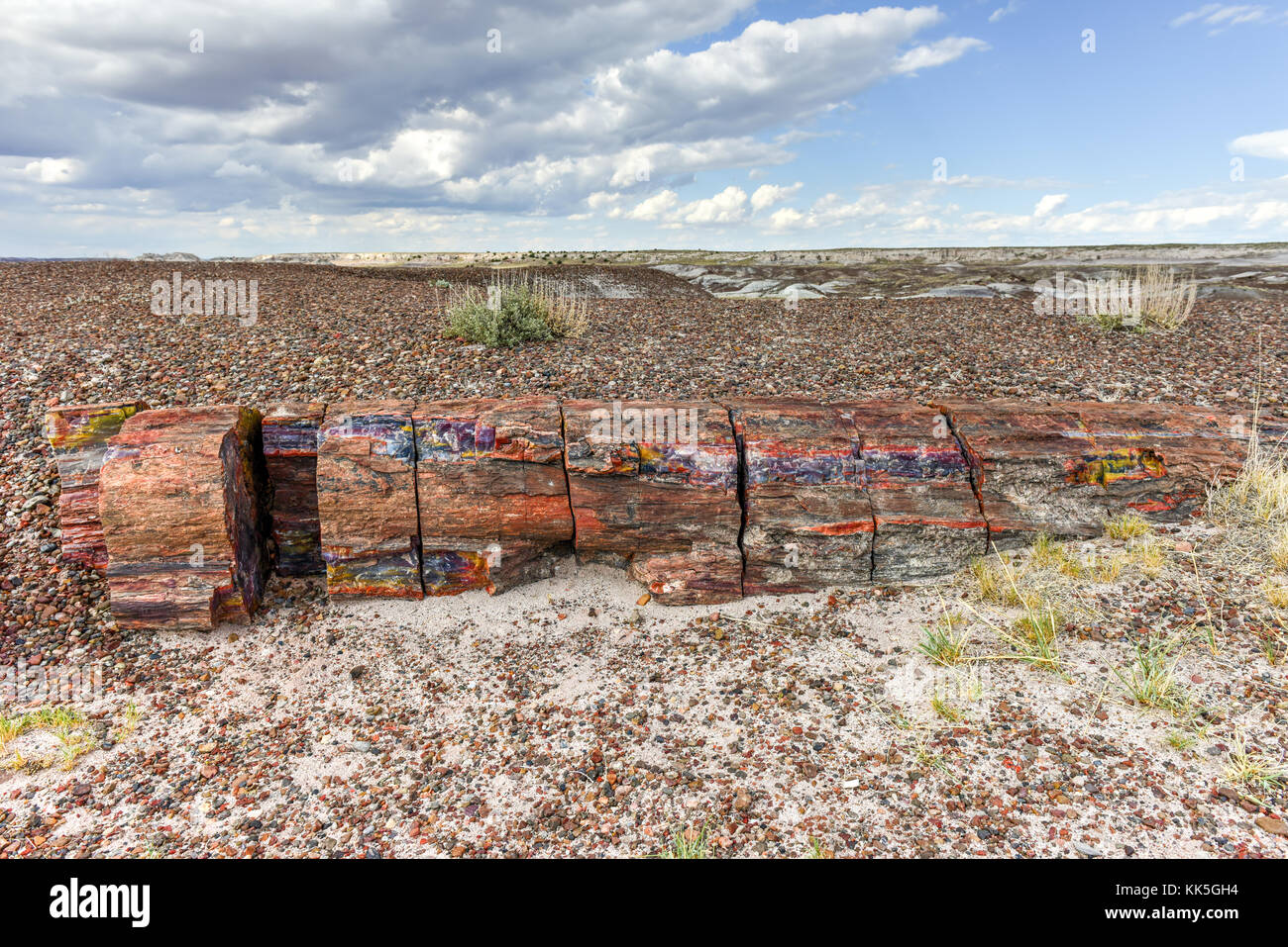 The Crystal Forest in the Petrified Forest National Park in Arizona ...