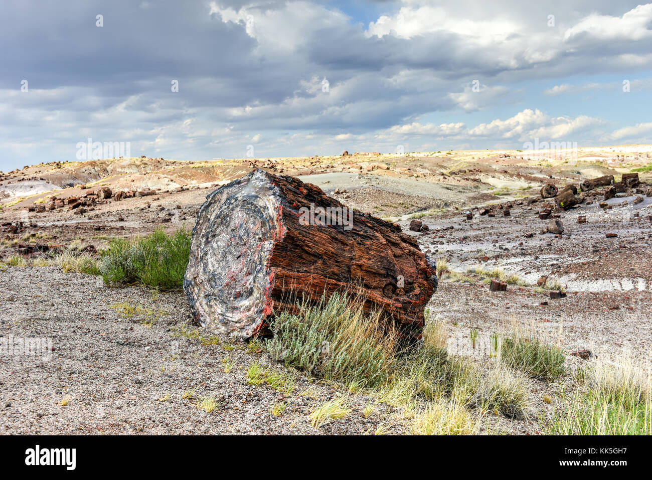 The Crystal Forest in the Petrified Forest National Park in Arizona ...