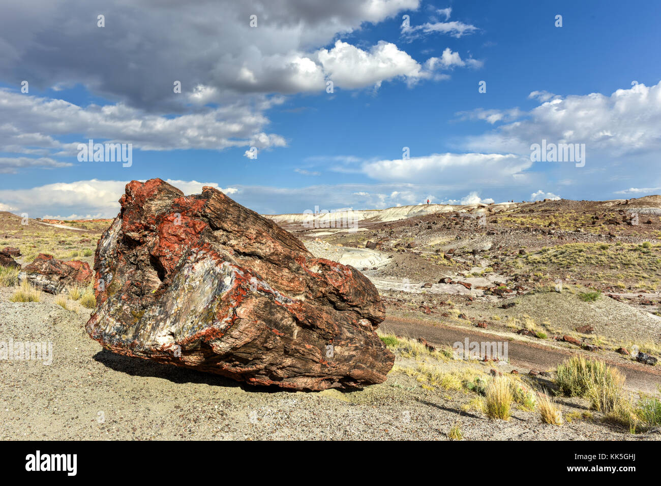 The Crystal Forest in the Petrified Forest National Park in Arizona ...