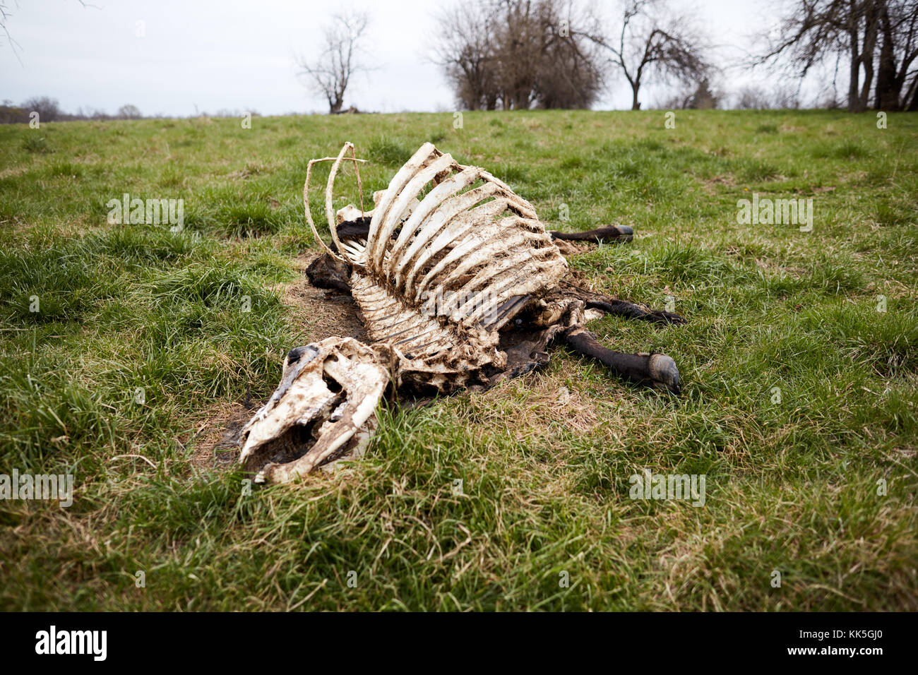 Dead cow in field cattle hi-res stock photography and images - Alamy