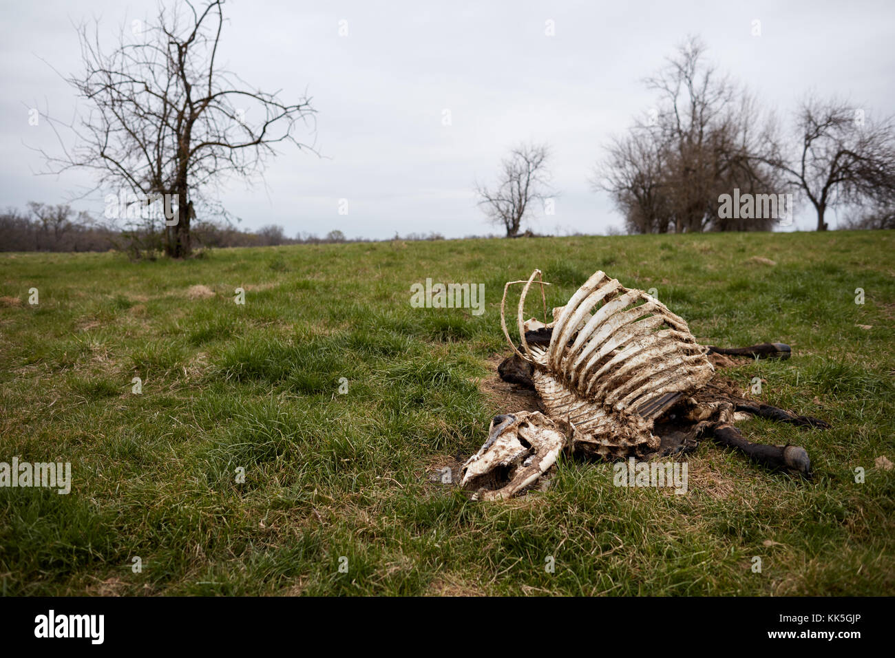 Dead cattle landscape hi-res stock photography and images - Alamy