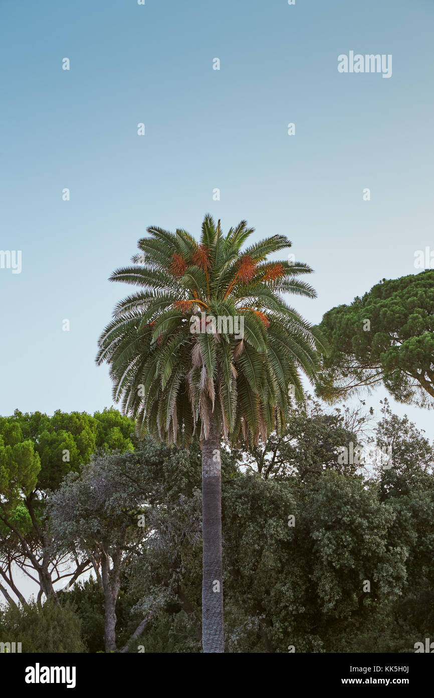 Palm tree on a background of blue sky in one of the parks of Rome Stock ...