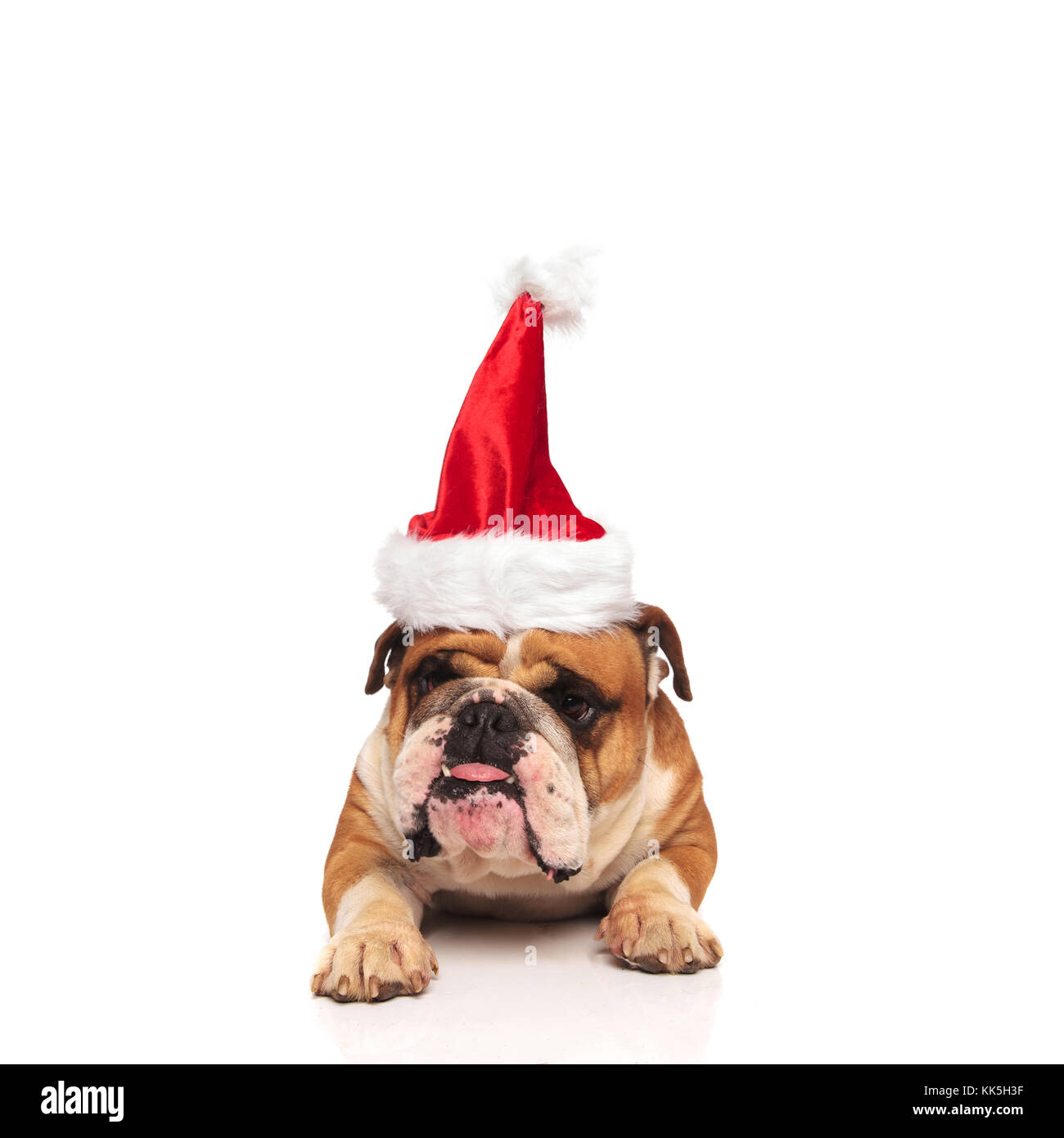 grumpy english bulldog santa sticking out his tongue at the camera on ...