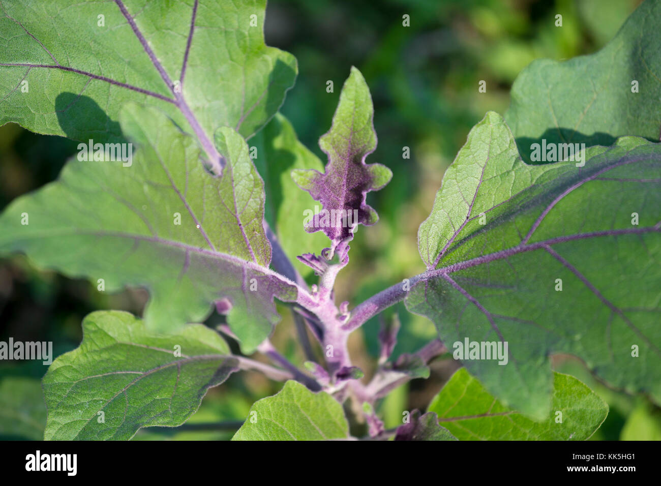 Savar upazila hi-res stock photography and images - Alamy