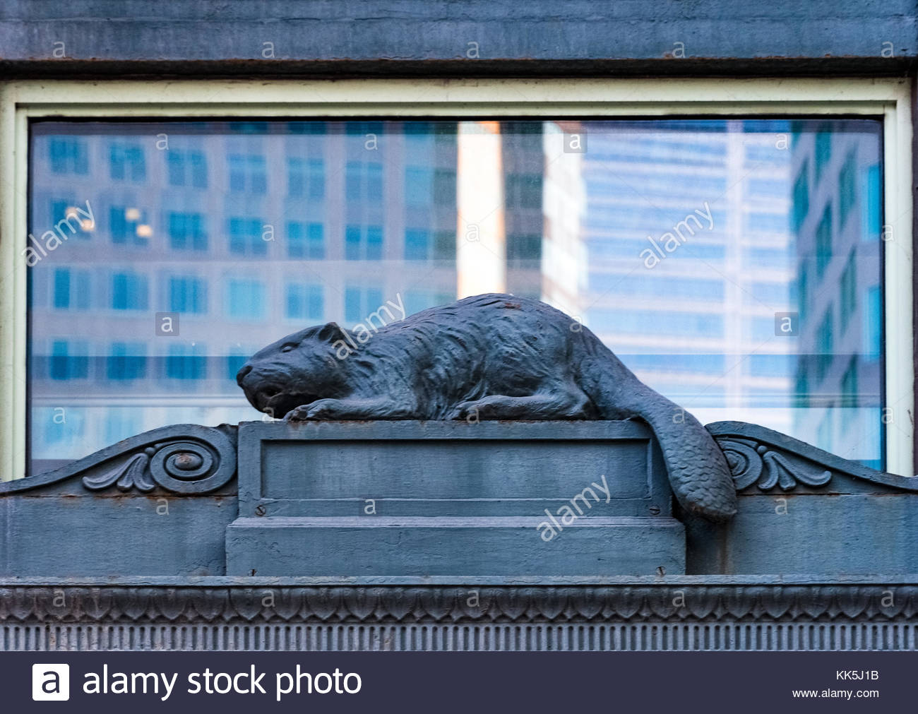 Canada Symbol Beaver Stock Photos & Canada Symbol Beaver Stock Images ...