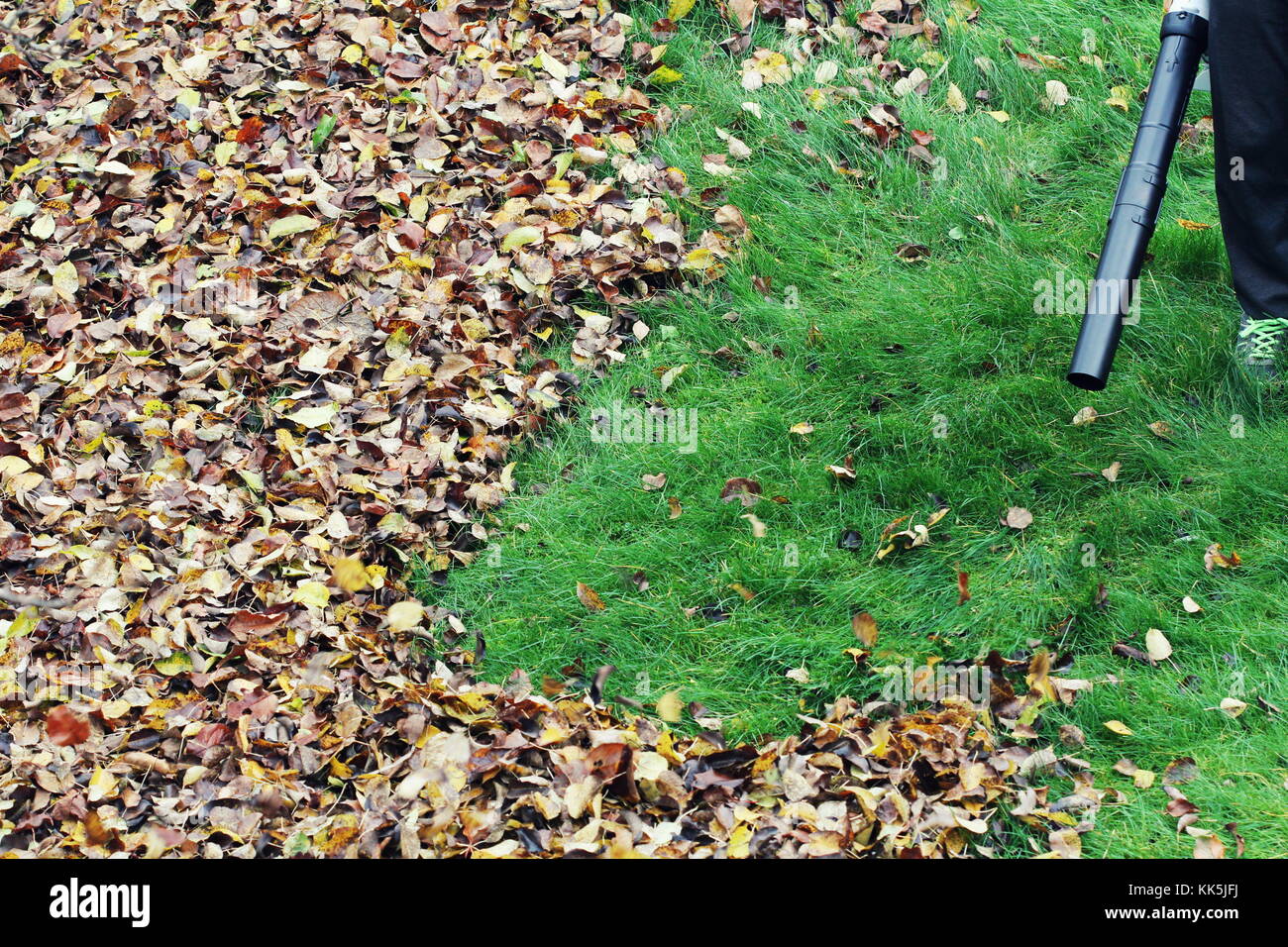 Gardener clearing up the leaves using a leaf blower tool Stock Photo ...