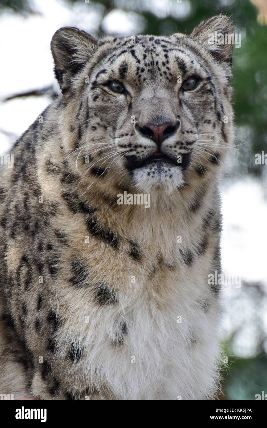 The snow leopard or ounce is a large cat native to the mountain ranges ...