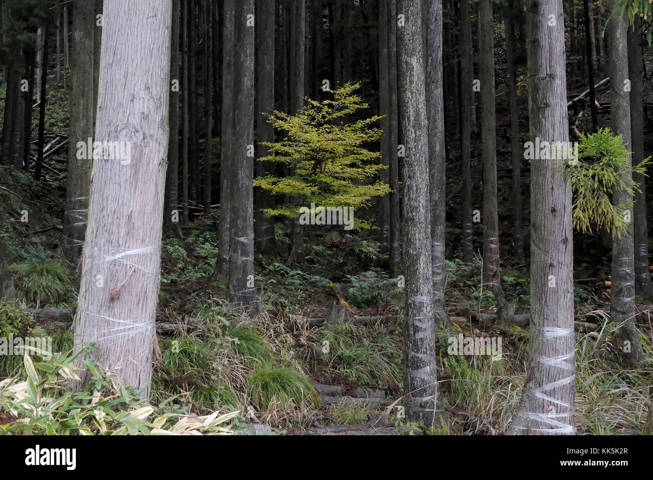 A tree inside a forest near Ayabe, Japan Stock Photo - Alamy