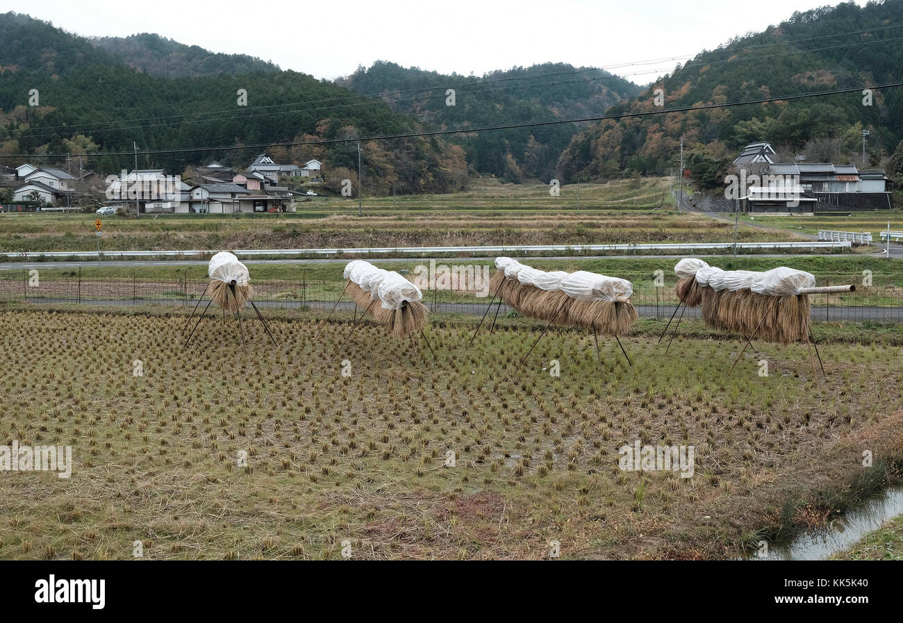 Drying out rice hi-res stock photography and images - Alamy