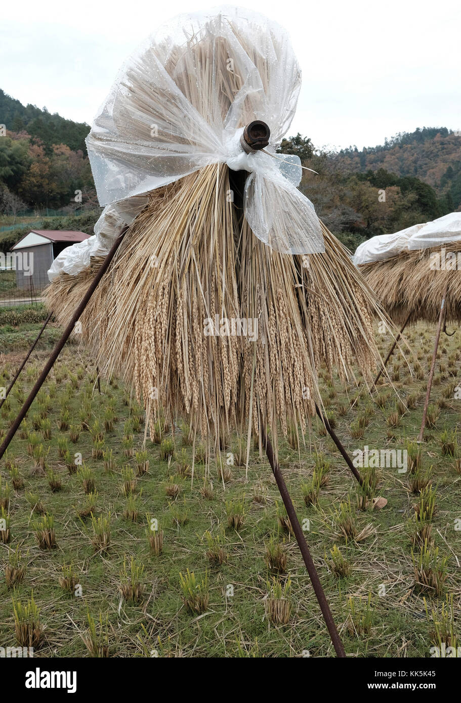 Drying out rice hi-res stock photography and images - Alamy