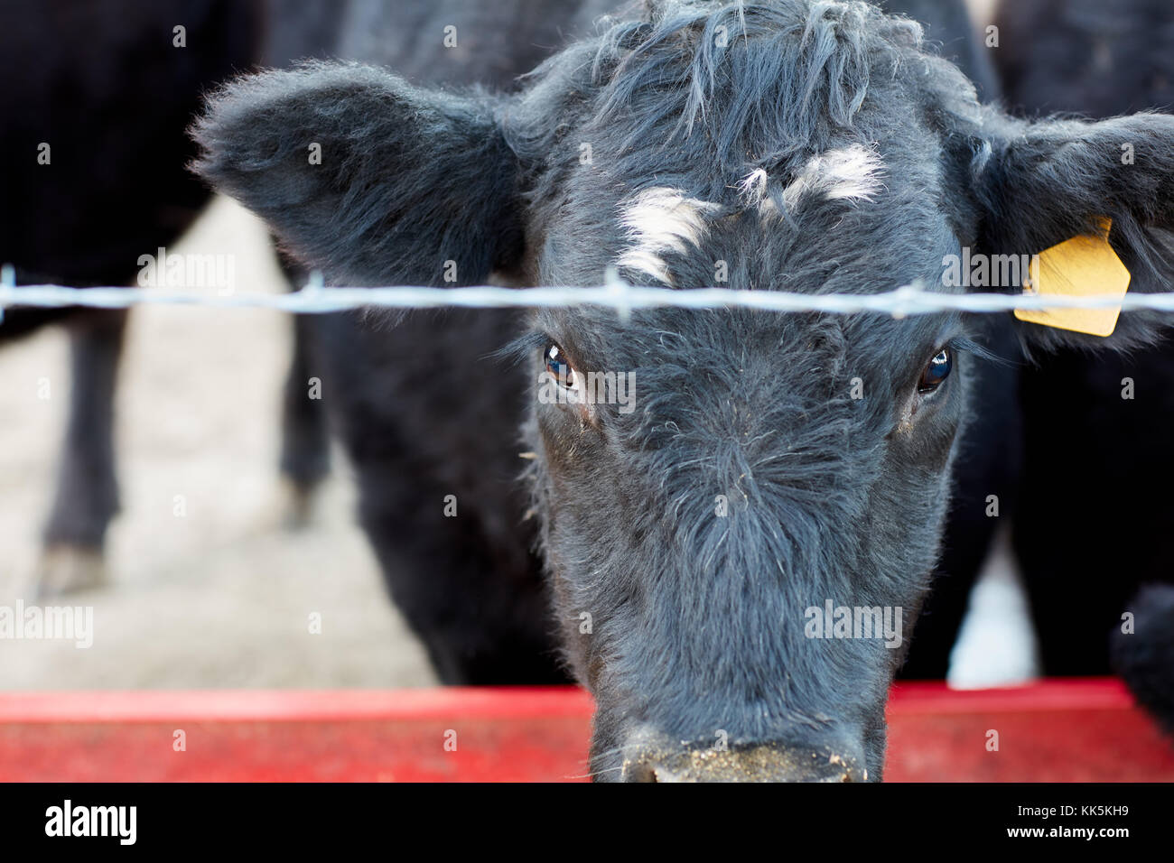 Cow eating at a trough peering under a strand of barb wire on a fence ...