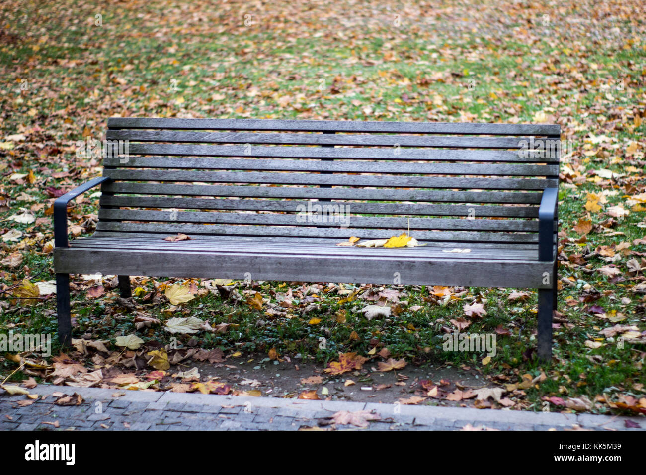 empty bench on an autumn scenery park with yellow leaves on the ground ...