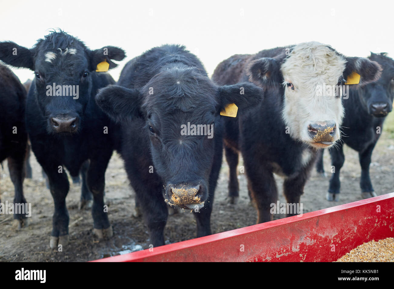 Beef cattle grouped around a feeding trough filled with dry animal feed ...