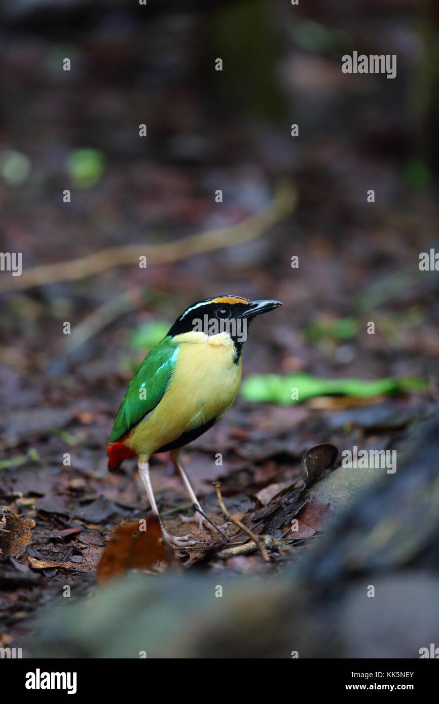 Elegant Pitta (Pitta elegans) in Lombok Island, Indonesia Stock Photo ...