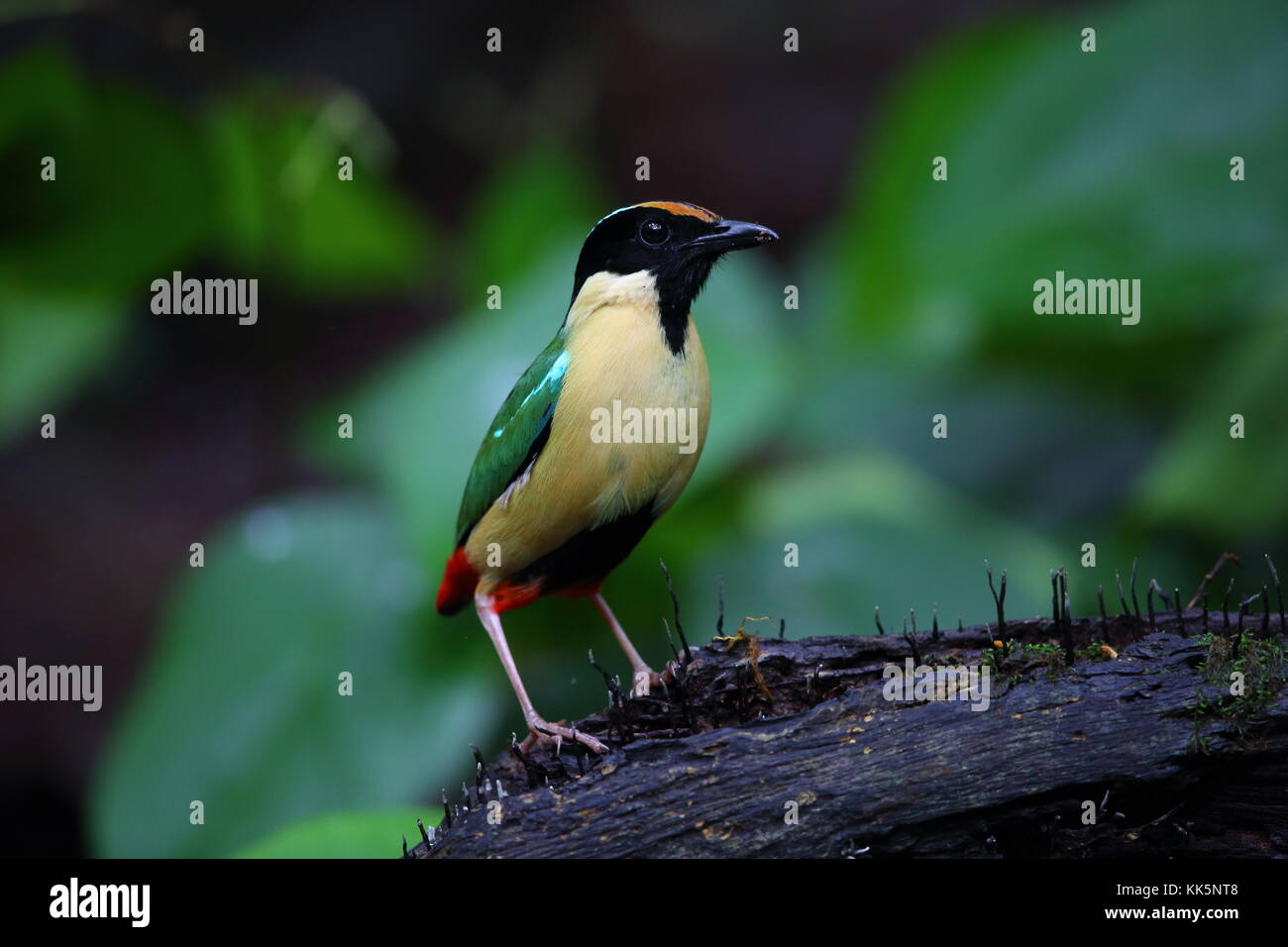 Elegant Pitta (Pitta elegans) in Lombok Island, Indonesia Stock Photo ...