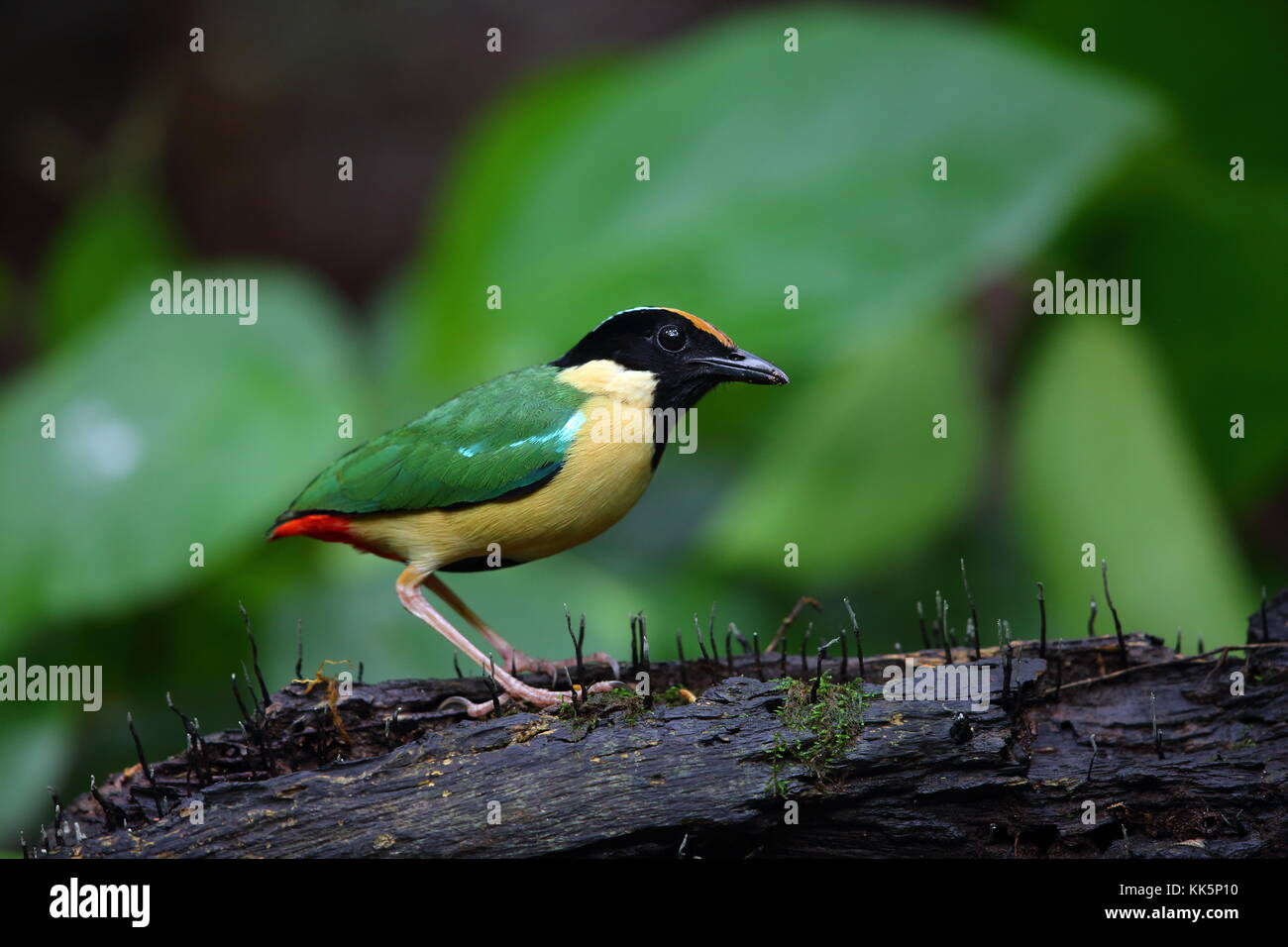 Elegant Pitta (Pitta elegans) in Lombok Island, Indonesia Stock Photo ...